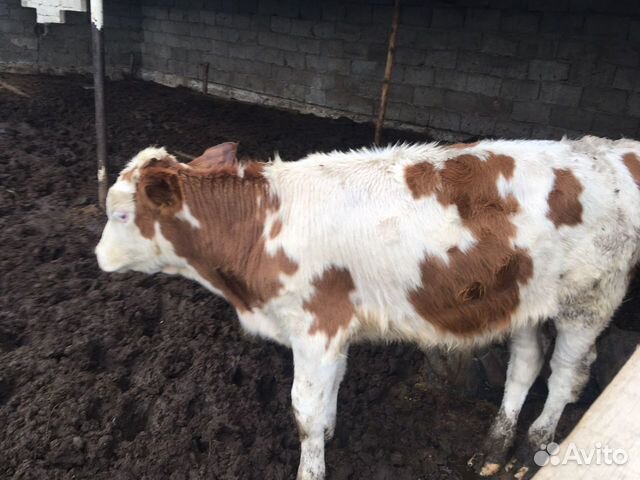 Бычки и телки