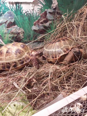 Пара сухопутные черепахи