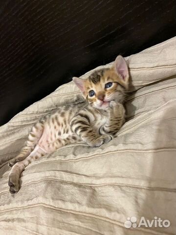 Бенгальские котёнок