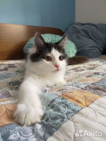 Котенок в дар