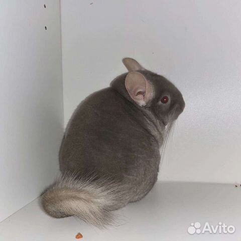 Готовый жених шиншиллы
