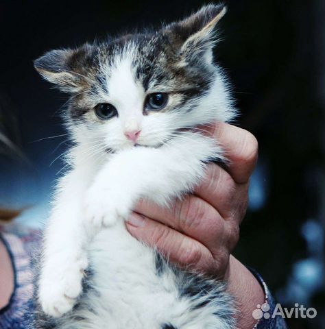 Котёнок лапочка