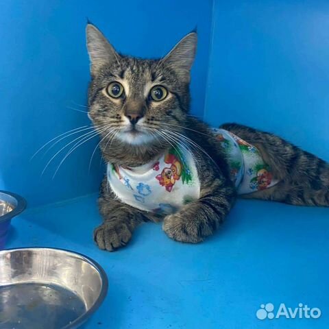 Маленький ласковый "рысенок" ищет самых замечатель