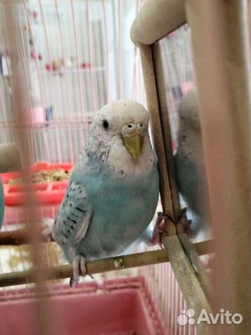 Волнистый попугай