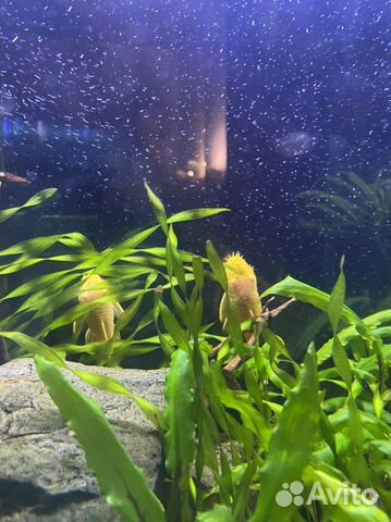 Анциструс желтый 2 шт