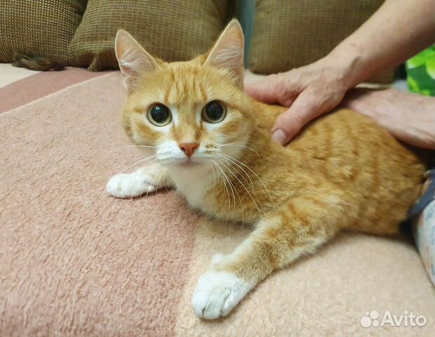 Ярко рыжая кошечка