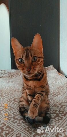 Бенгальская кошка