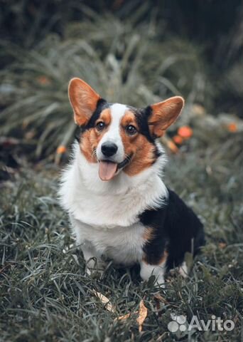 Собака