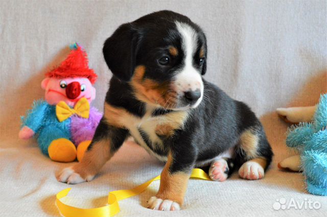 Щенки энтлебухер зенненхунда