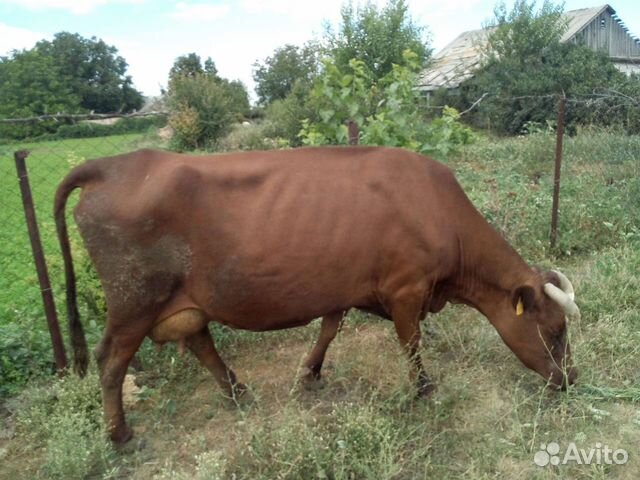 Корова дойная