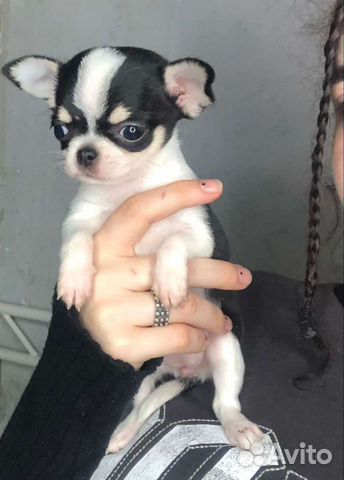 Чихуахуа mini девочка