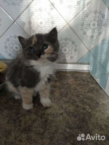 Кошка в дар