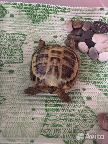 Черепаха