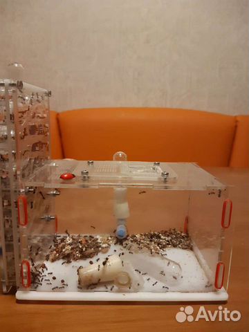 Муравьиная ферма с муравьями