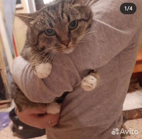 Молодой котик ласкуша