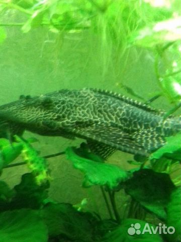 Птеригоплихт отдам в дар