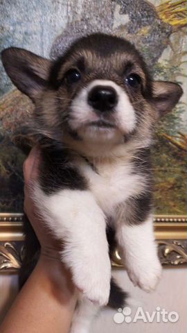 Мальчик коржик