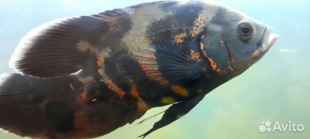 Остронотус вуалевый