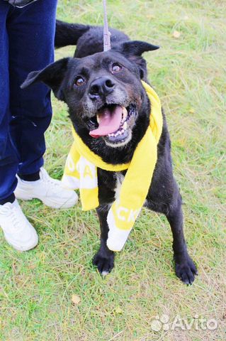 Собака в добрые руки. Макс ищет дом