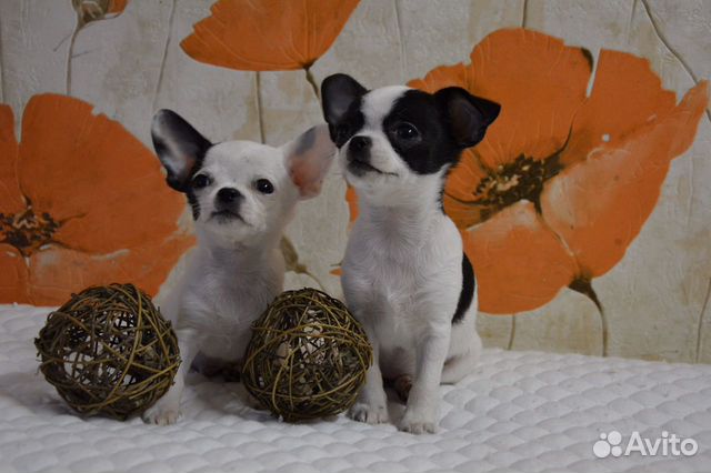Чихуахуа mini и micro РКФ