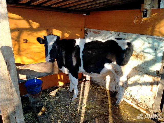 Тёлка 1,6 стельная55000, (3 фото 4 месяца 25000)