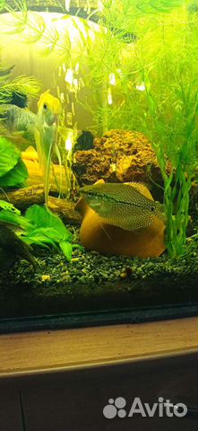 Медовый гурами