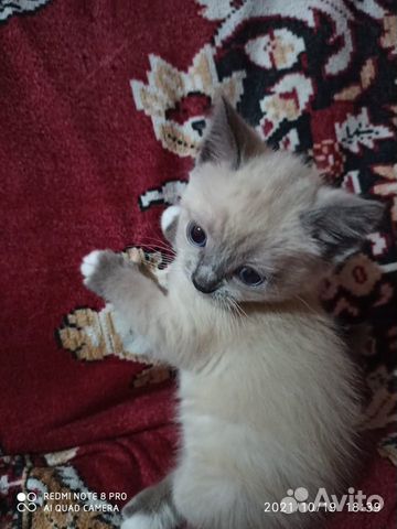 Котята сноу шу. Мальчик. 2 месяца