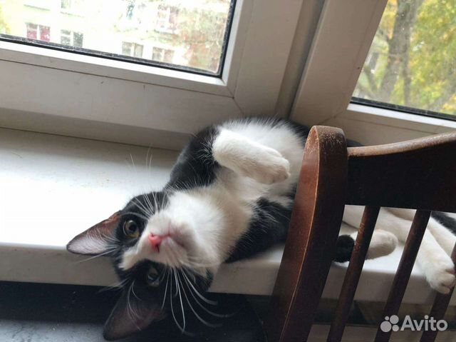 Котенок Ева в добрые руки