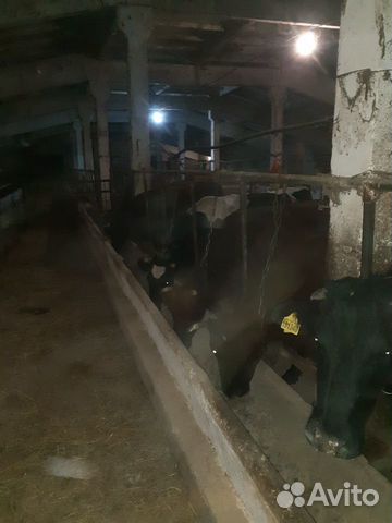 Коровы дойные, быки,нетели,телята