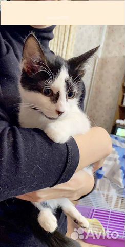 Котенок