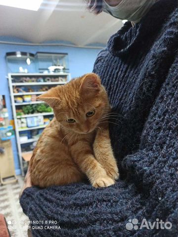 Рыжий котенок в добрые руки