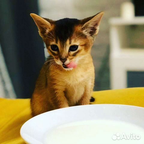 Абиссинские котята