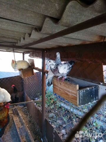 Голуби почтари