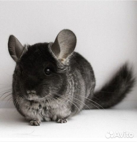 Ширшилла черный бархат мальчик