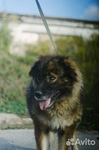 Кавказская овчарка