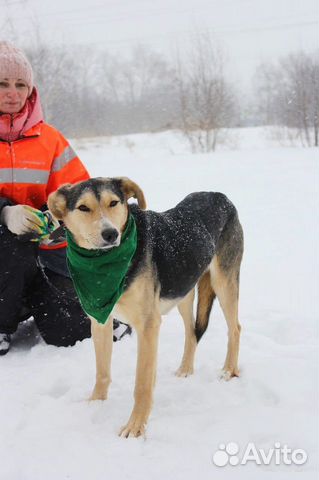 Спаси Эмму от смерти в приюте