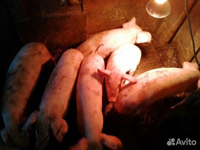 Поросенок ландрас