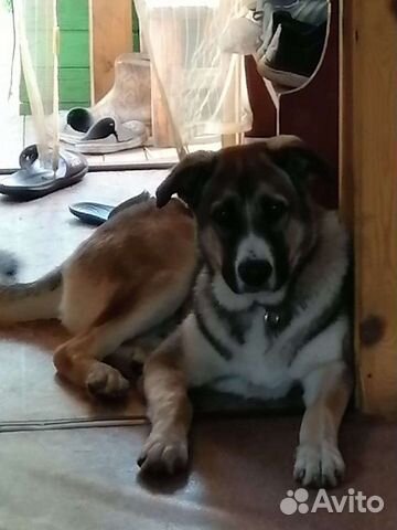 Собака в добрые руки щенок 10мес