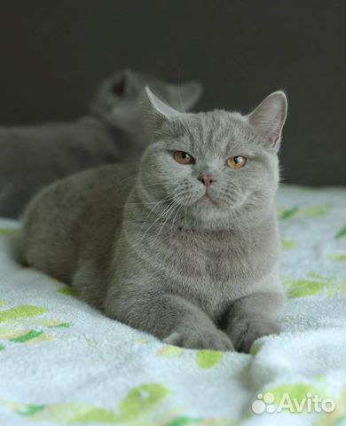 Котик лиловый Британец