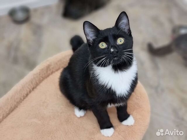 Красивый котик Винстон 4 мес, привит, кастрирован