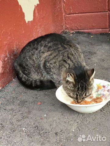 Молодая кошка,кто то выбросил на улицу,боится,т.к