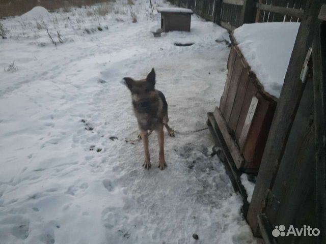 Отдам бесплатно сторожевую собаку