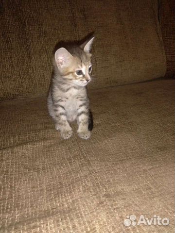 Кошка 1.5 месяца в дар