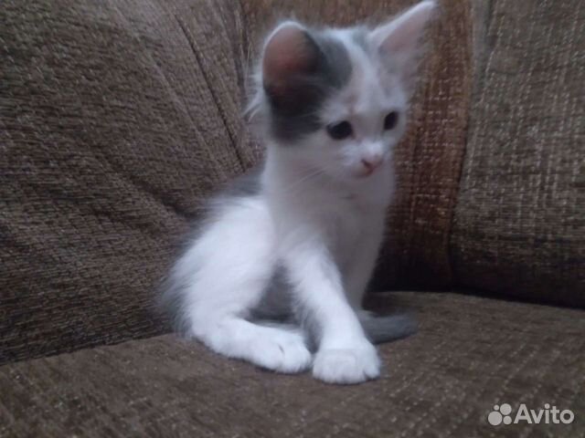 Кошка 1.5 месяца в добрые руки бесплатно