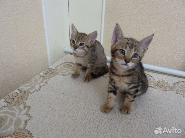 Кошка чаузи