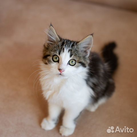 Веселая маленькая кошечка Катюня ищет Дом