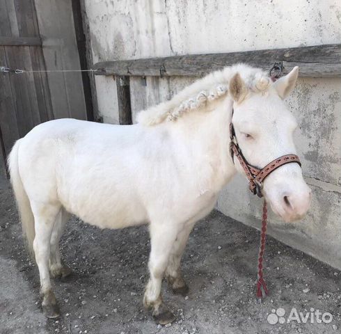 Шетлендский пони 2014
