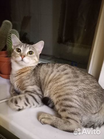 Кошки в добрые руки бесплатно