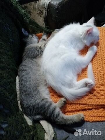 Отдам котят в добрые руки