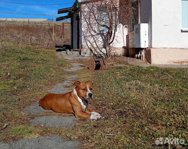 Найдена собака